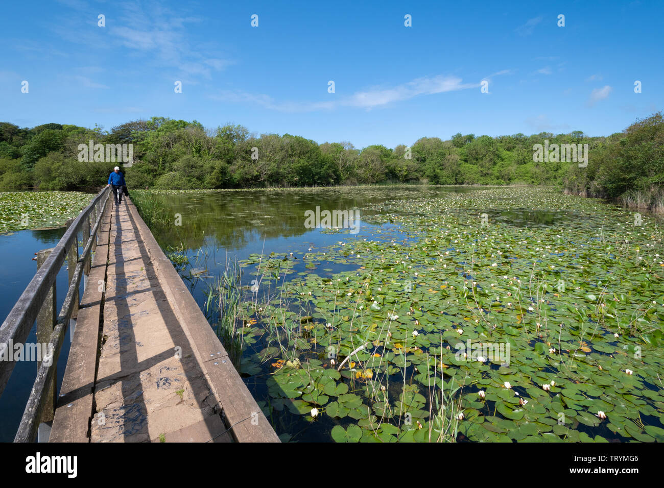 Bosherston Lily Ponds (Lakes) in Pembrokeshire, Wales, during June ...