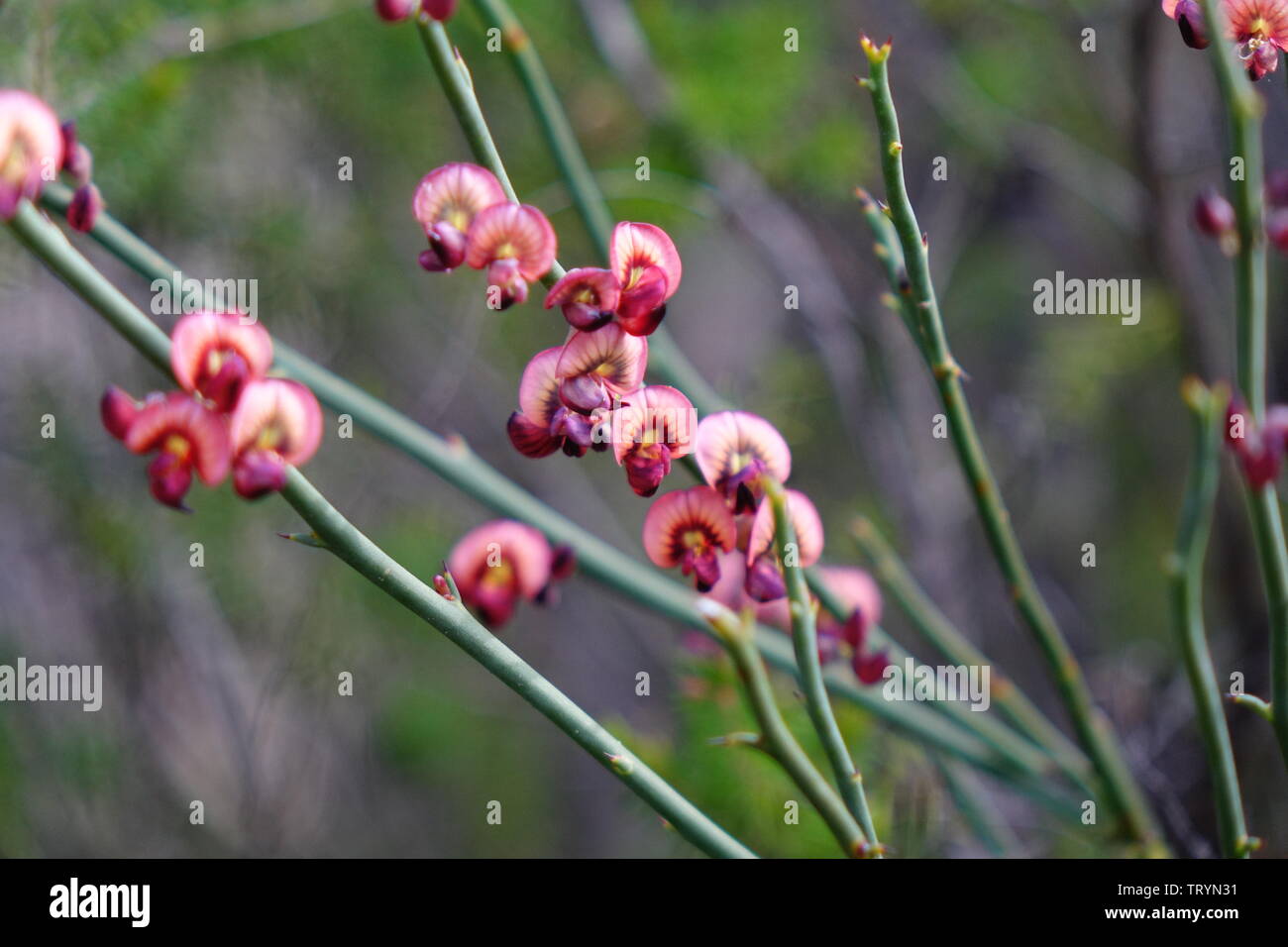 Daviesia brevifolia, Leafless Bitter Pea. Photo took at Grampians ...