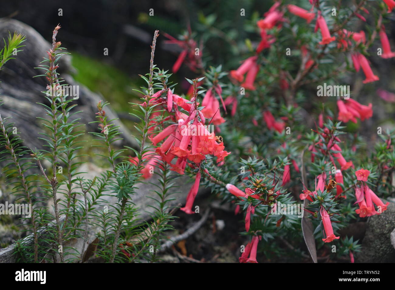 Victorian state emblem hi-res stock photography and images - Alamy