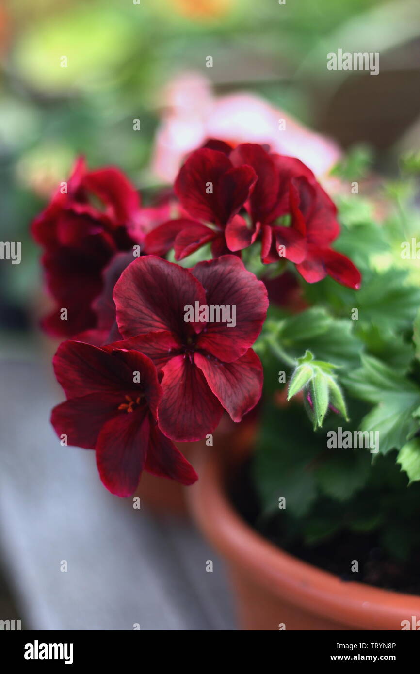 Geranium blossoms hi-res stock photography and images - Alamy