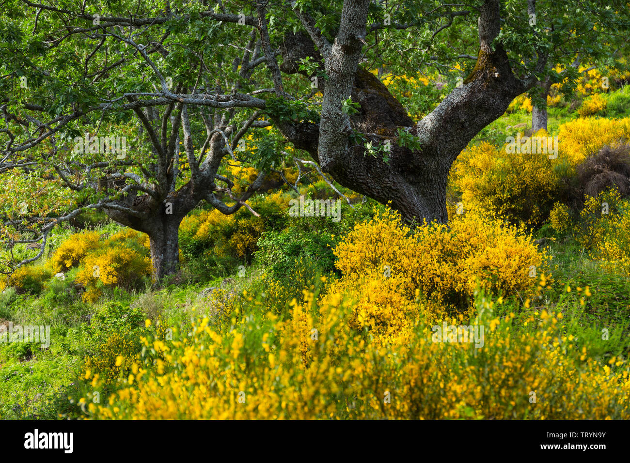 Ambroz Valley, Cáceres, Extremadura, Spain, Europe Stock Photo - Alamy