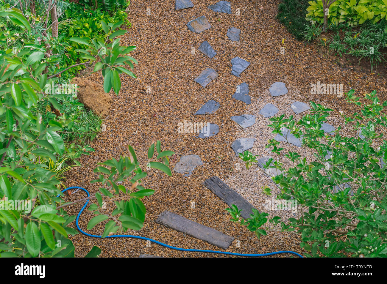Top view of walkway in the garden and green shrub beside pathway.Garden ...
