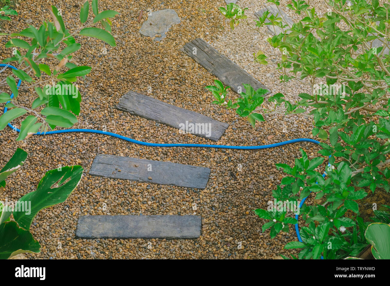 Top view of walkway in the garden and green shrub beside pathway.Garden ...