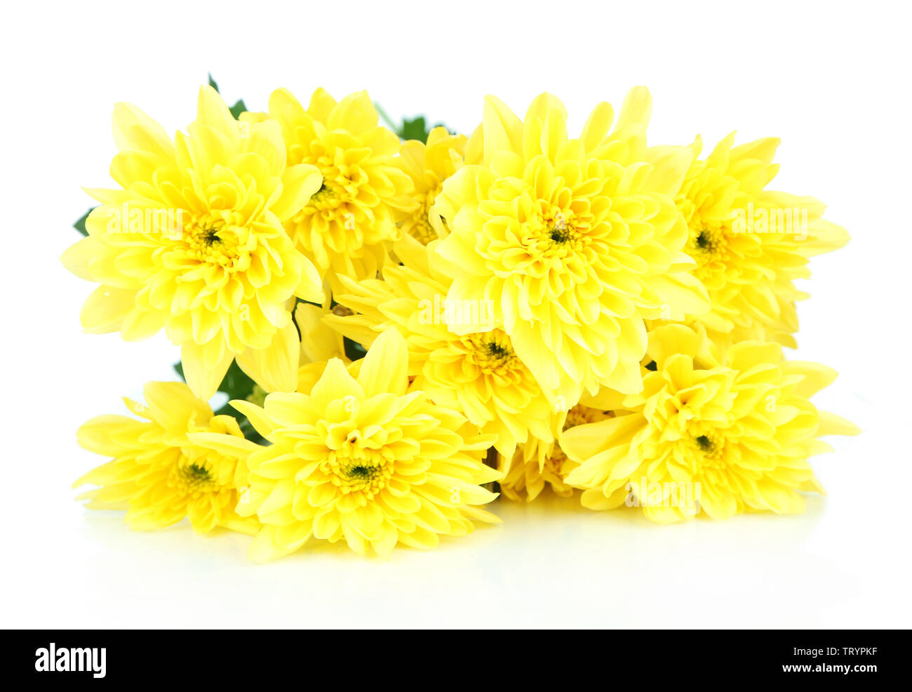 Yellow chrysanthemum flowers isolated on white Stock Photo - Alamy