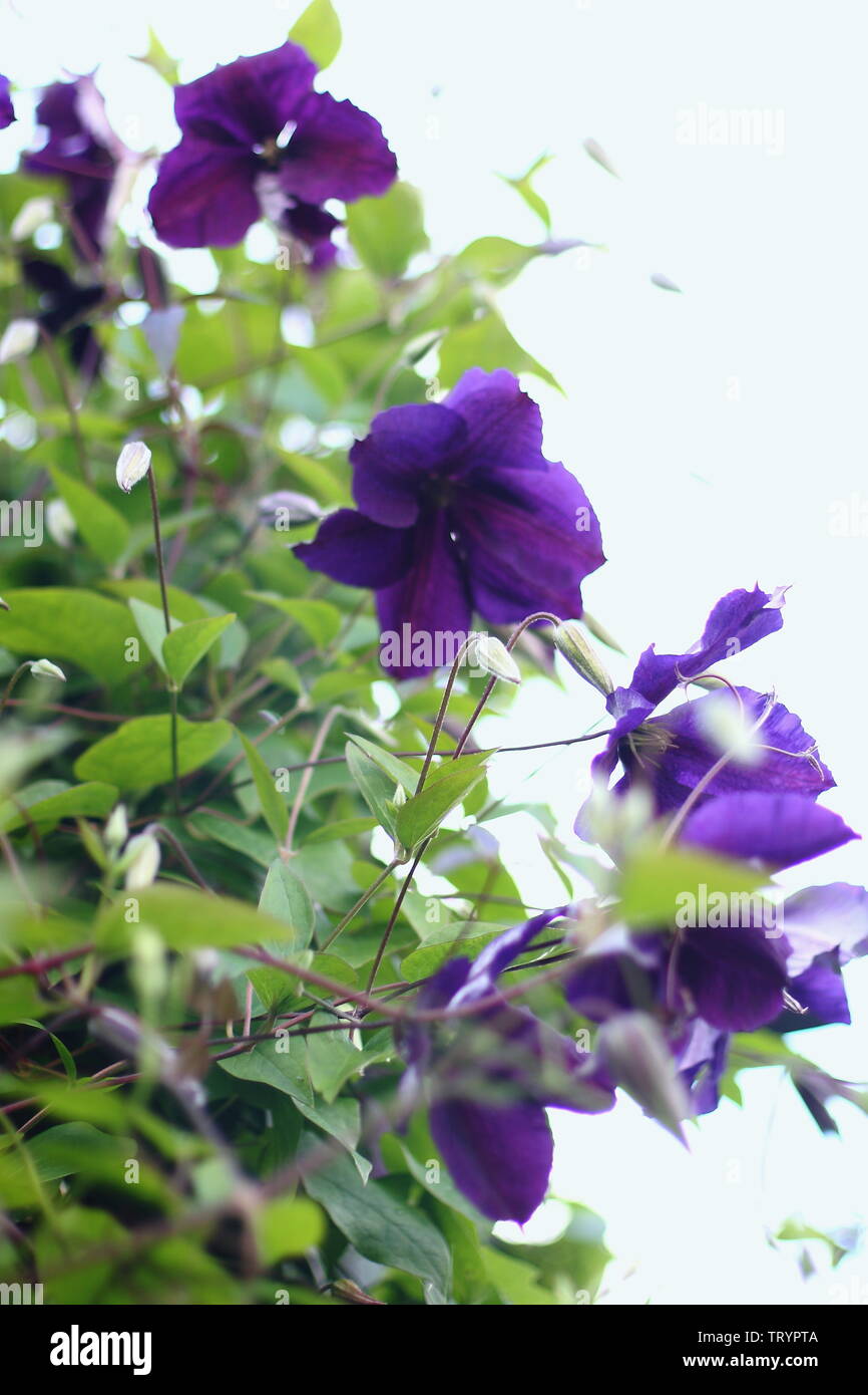 Clematis colours hi-res stock photography and images - Alamy