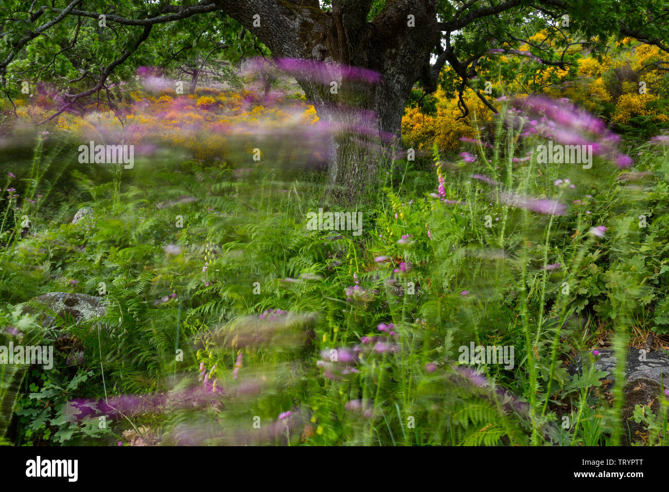 Ambroz Valley, Cáceres, Extremadura, Spain, Europe Stock Photo - Alamy