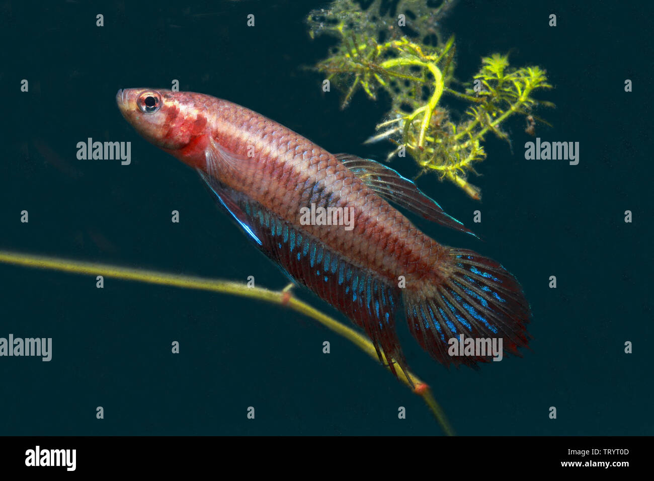 Betta Livida, Jealous Betta Stock Photo - Alamy