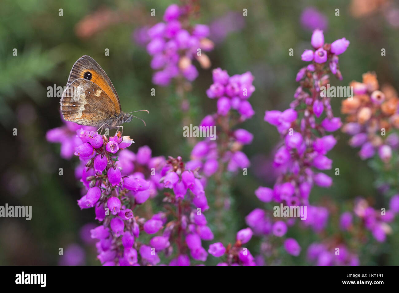 Gatekeeper (Pyronia tithonus Stock Photo - Alamy