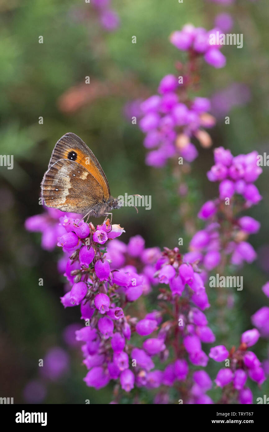 Gatekeeper (Pyronia tithonus Stock Photo - Alamy