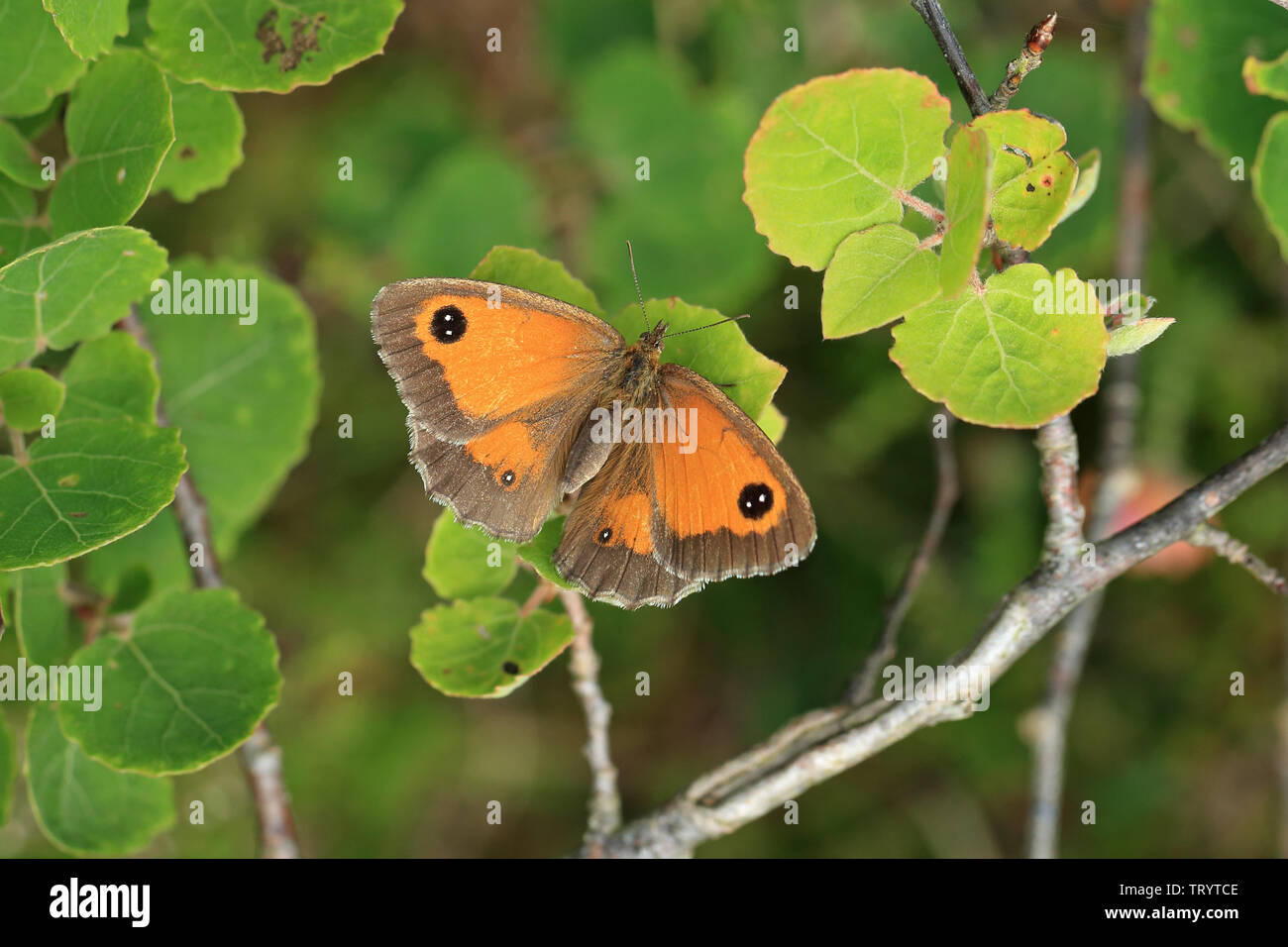 Gatekeeper (Pyronia tithonus Stock Photo - Alamy