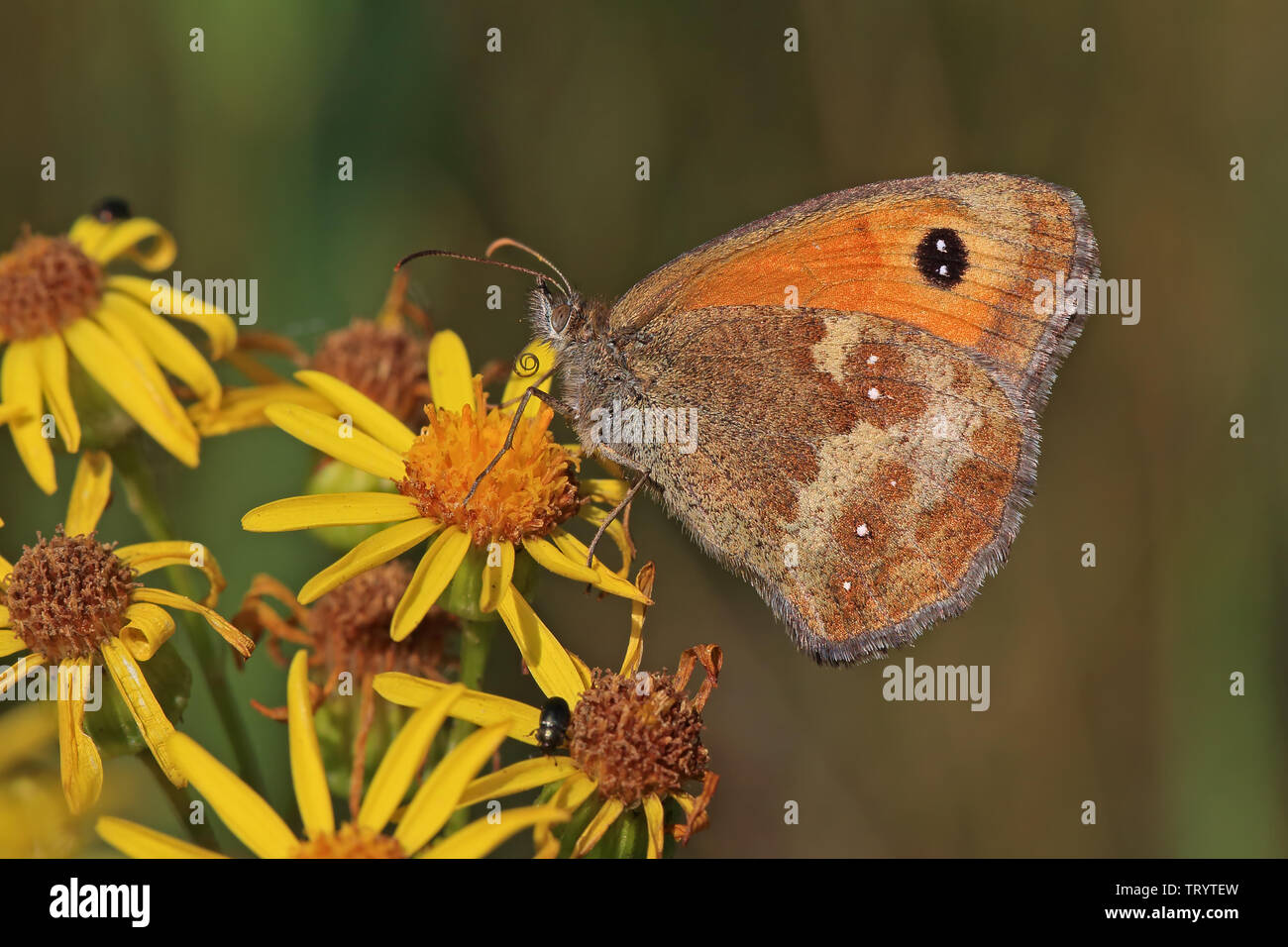 Gatekeeper (Pyronia tithonus Stock Photo - Alamy