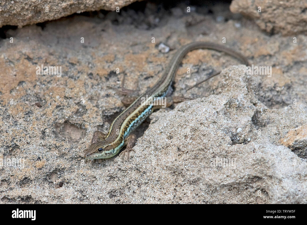Snake-eyed Lizard (Ophisops elegans) Cyprus Stock Photo - Alamy