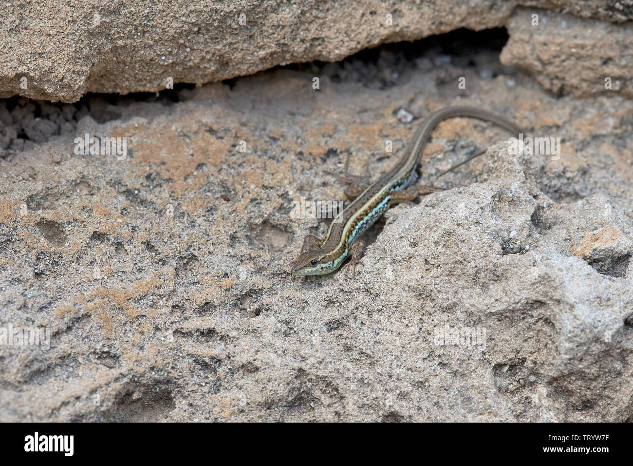Snake-eyed Lizard (Ophisops elegans) Cyprus Stock Photo - Alamy