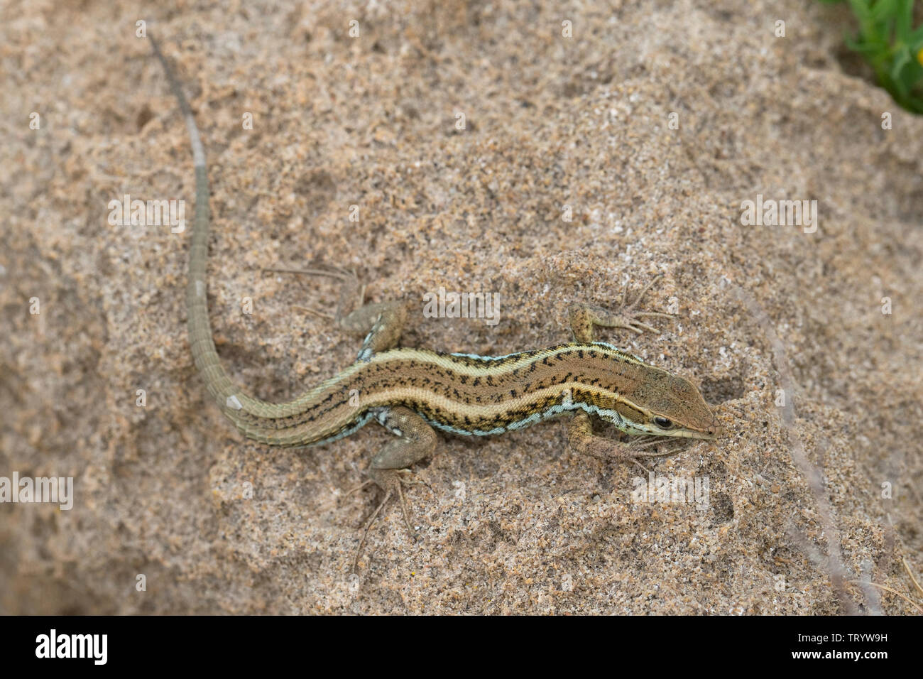 Snake-eyed Lizard (Ophisops elegans) Cyprus Stock Photo - Alamy