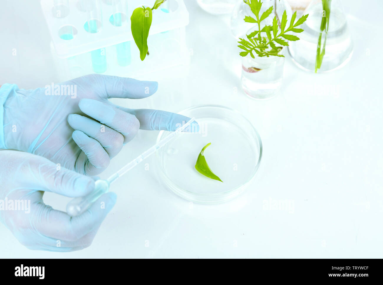 Plants in test tubes. Concept pf science researching. Isolated on white ...