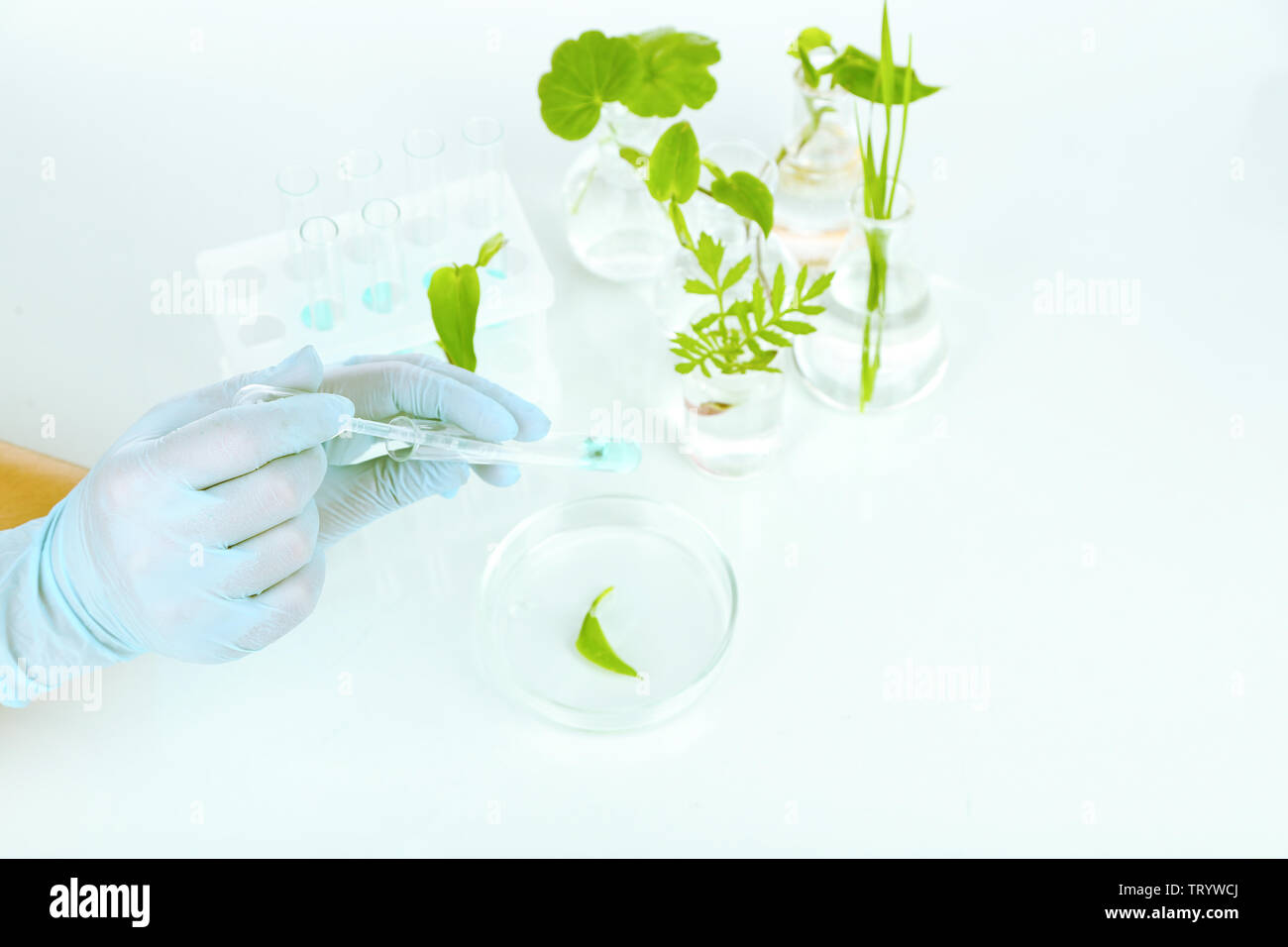 Plants in test tubes. Concept pf science researching. Isolated on white ...