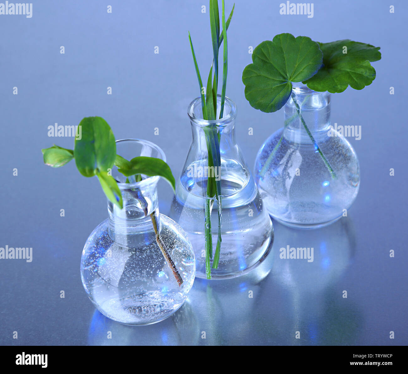 Plants growing in test tubes hi-res stock photography and images - Alamy