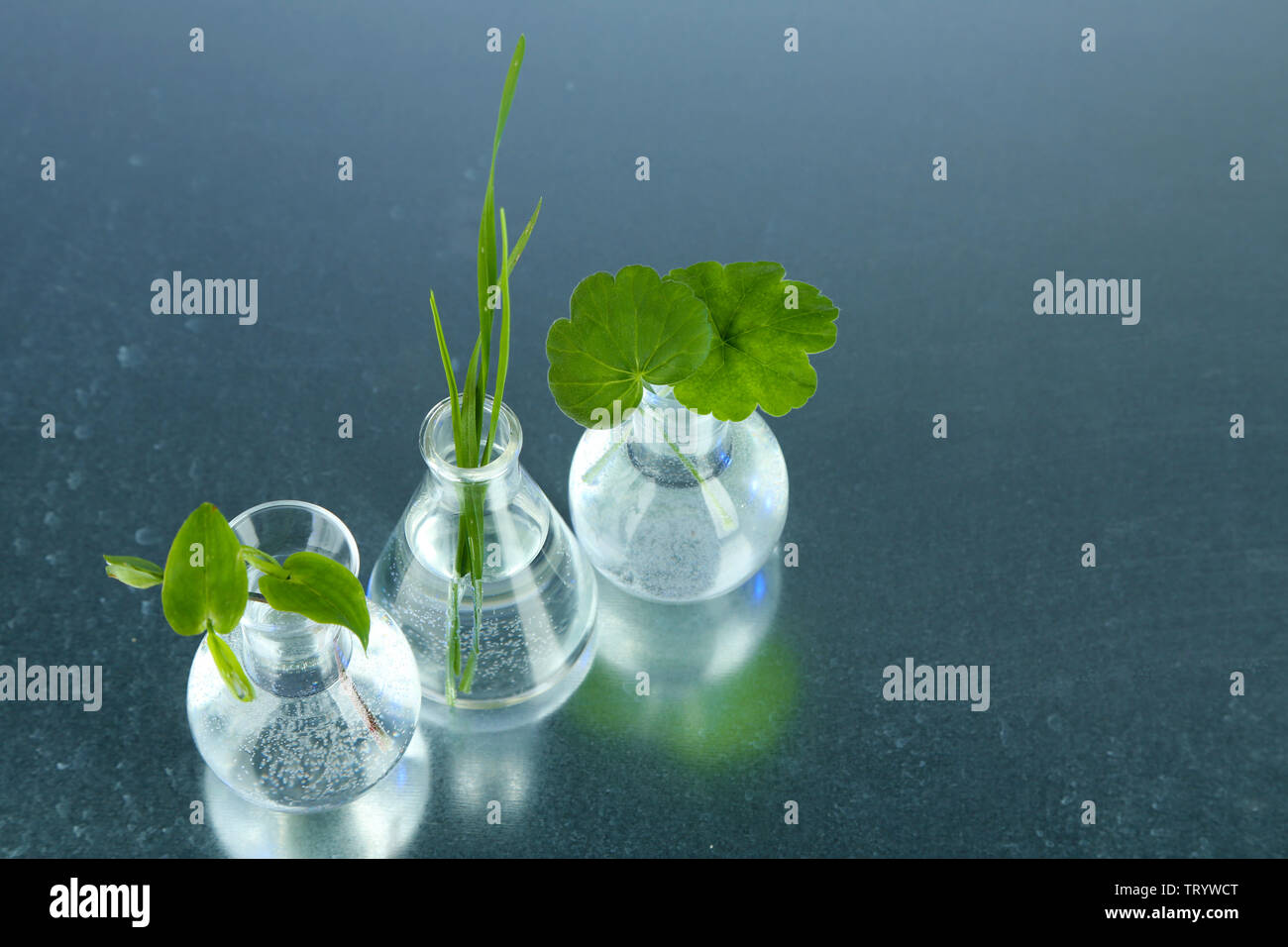 Plants growing in test tubes hi-res stock photography and images - Alamy