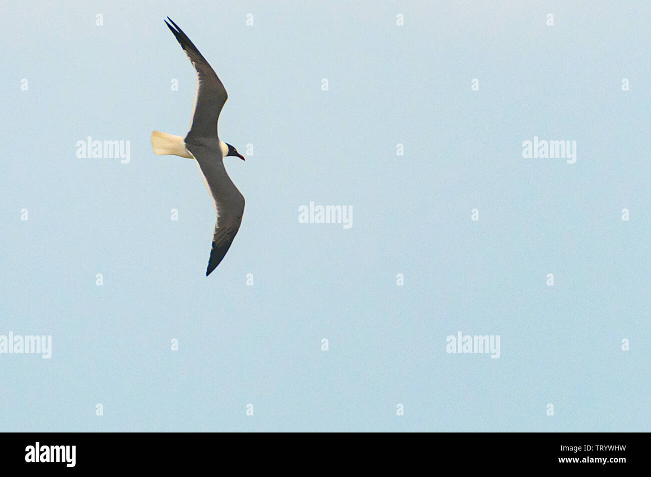 Laughing Gull – Laughing Gulls are medium-sized gulls with fairly long ...