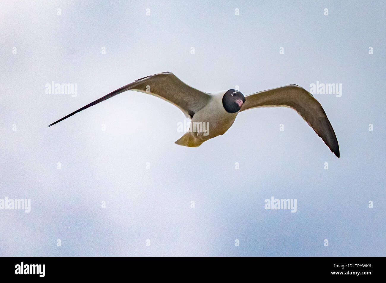 Laughing Gull – Laughing Gulls are medium-sized gulls with fairly long ...