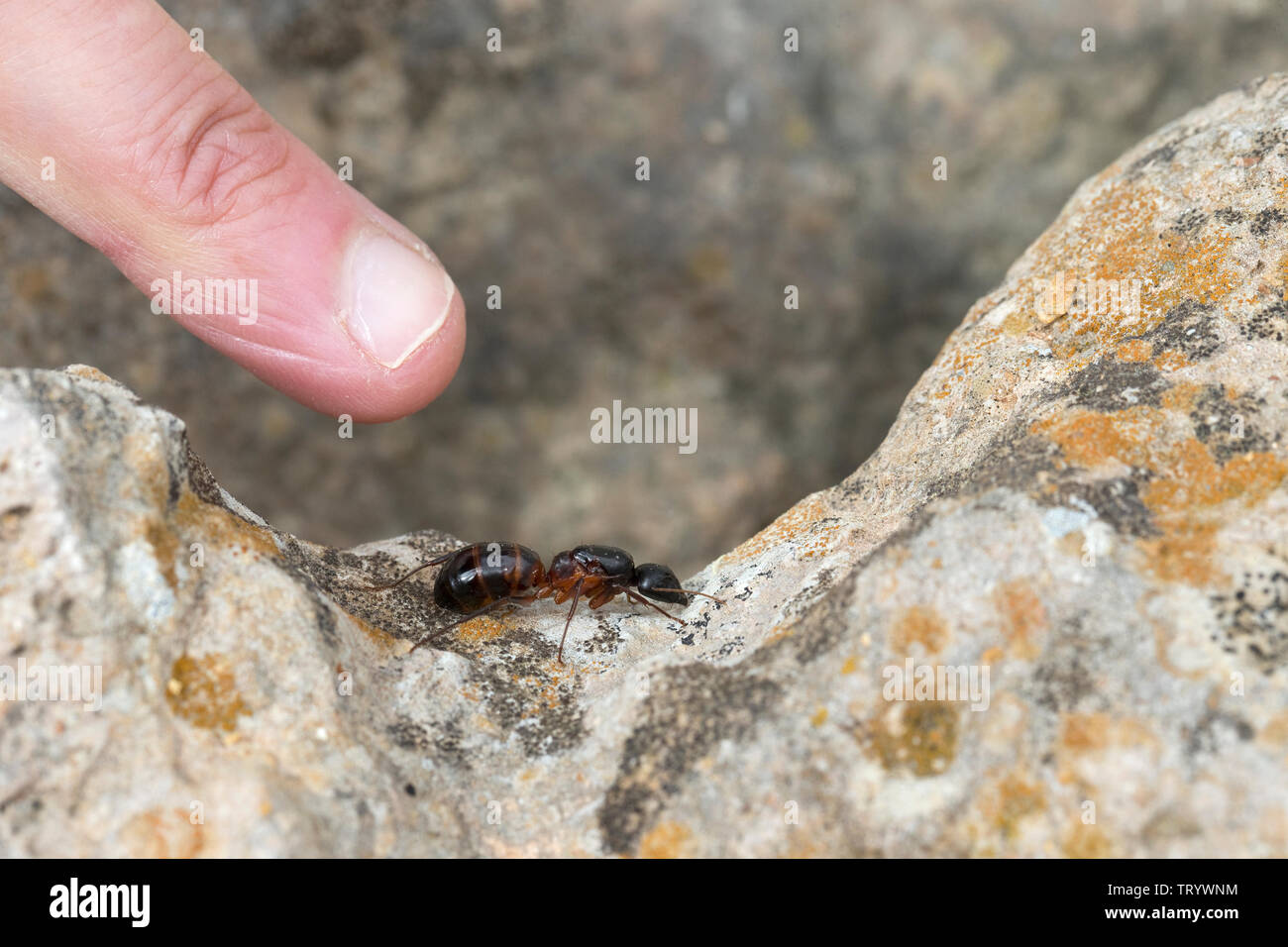 Carpenter Ant species (Camponotus samius) Cyprus Stock Photo - Alamy