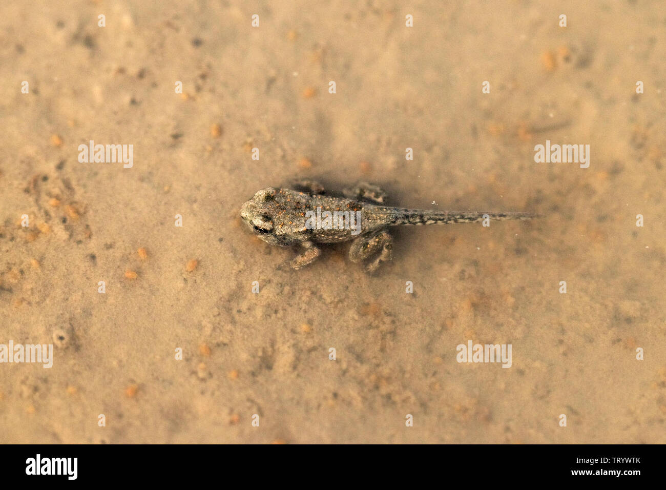 Cyprus Water Frog (Pelophylax cypriensis) Cyprus Stock Photo - Alamy