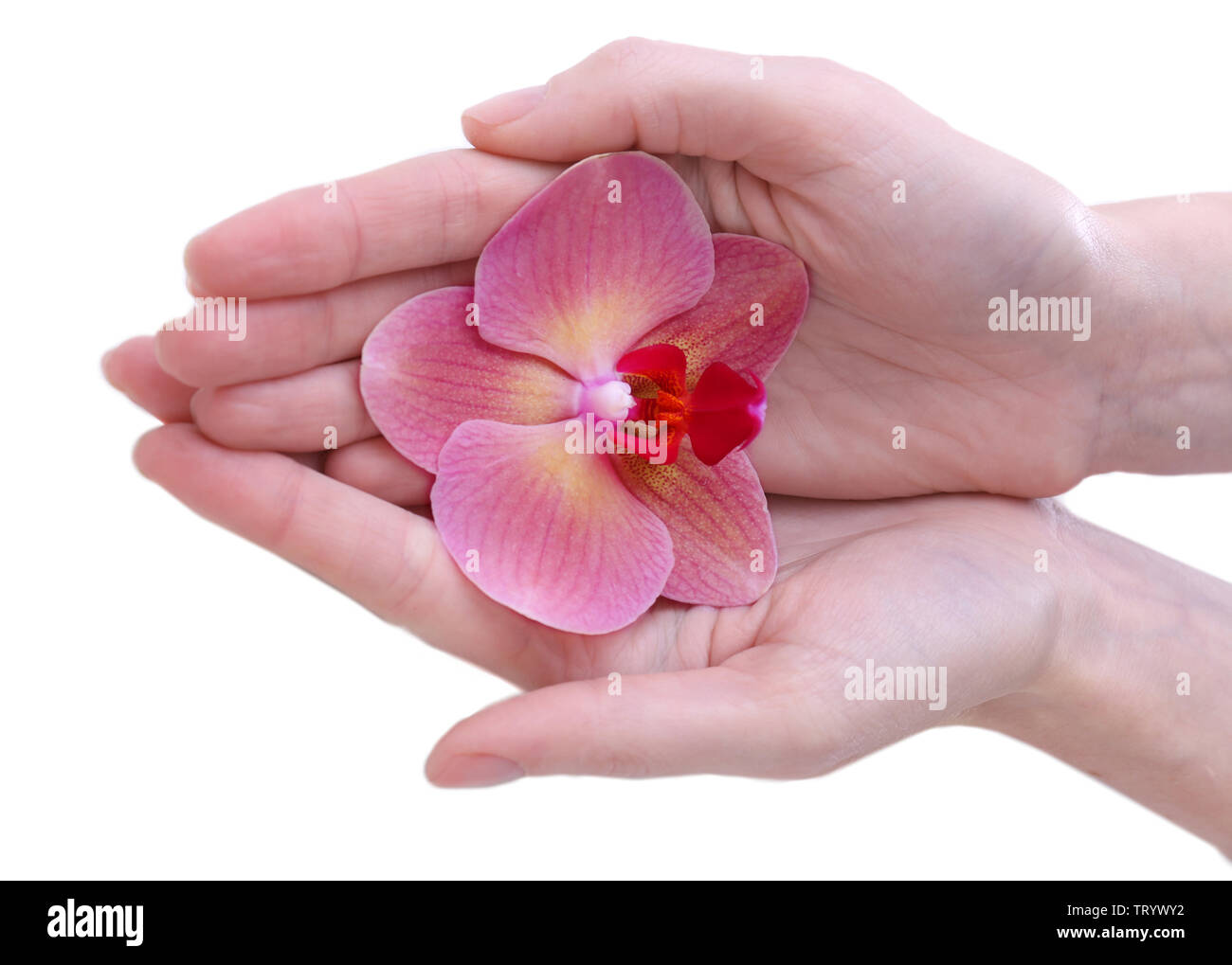 Hand with beautiful orchid flower isolated on white Stock Photo - Alamy