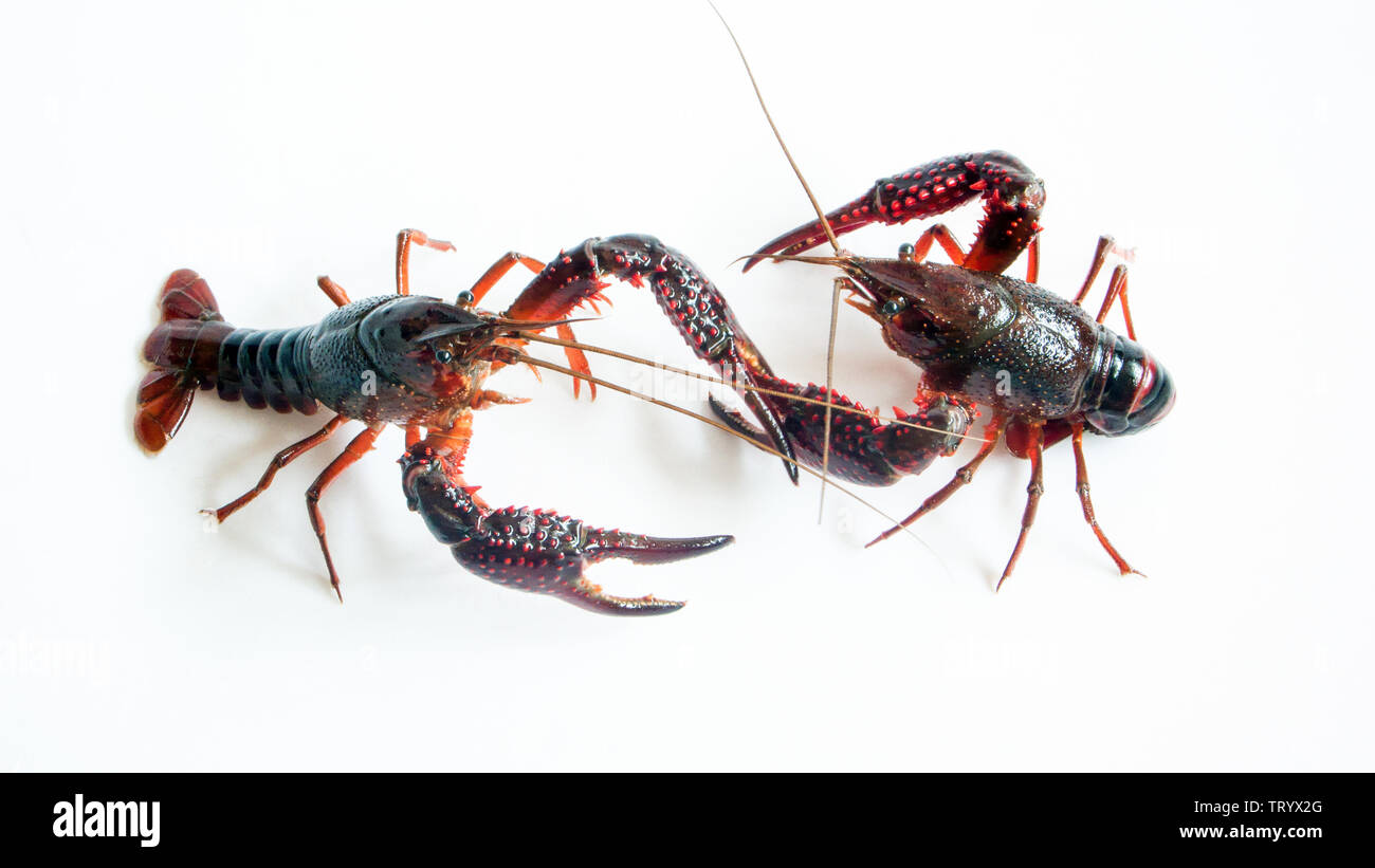 Procambarus clarkii hi-res stock photography and images - Alamy