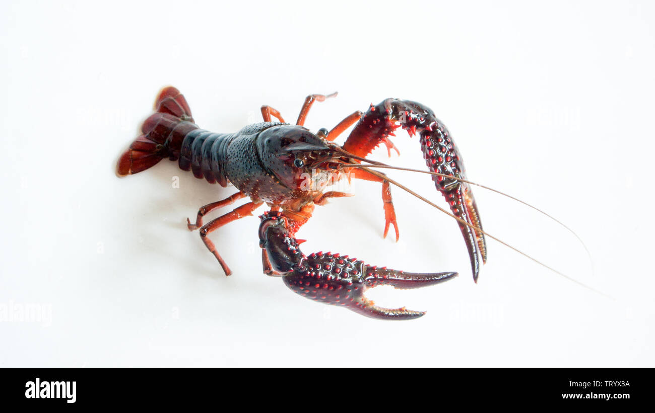 Procambarus hi-res stock photography and images - Alamy