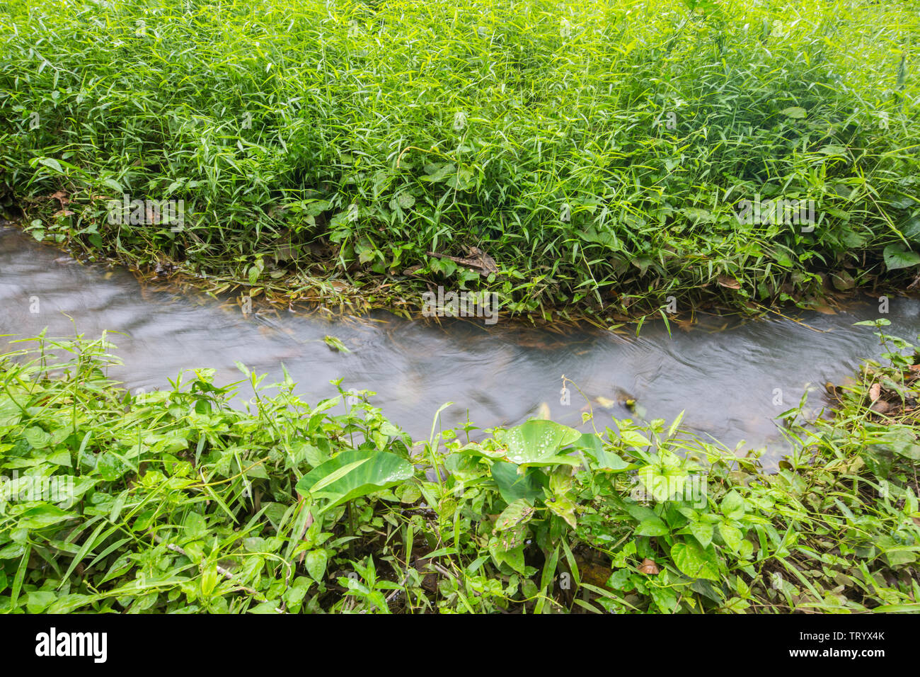 Freshwater stream at Windsor Nature Park in Singapore Stock Photo - Alamy