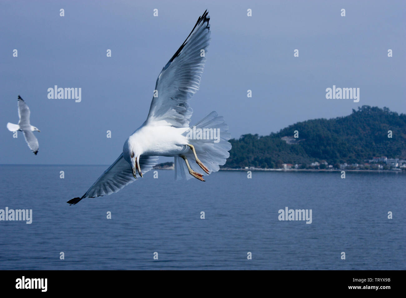 Flock seagulls feeding in water hi-res stock photography and images - Alamy