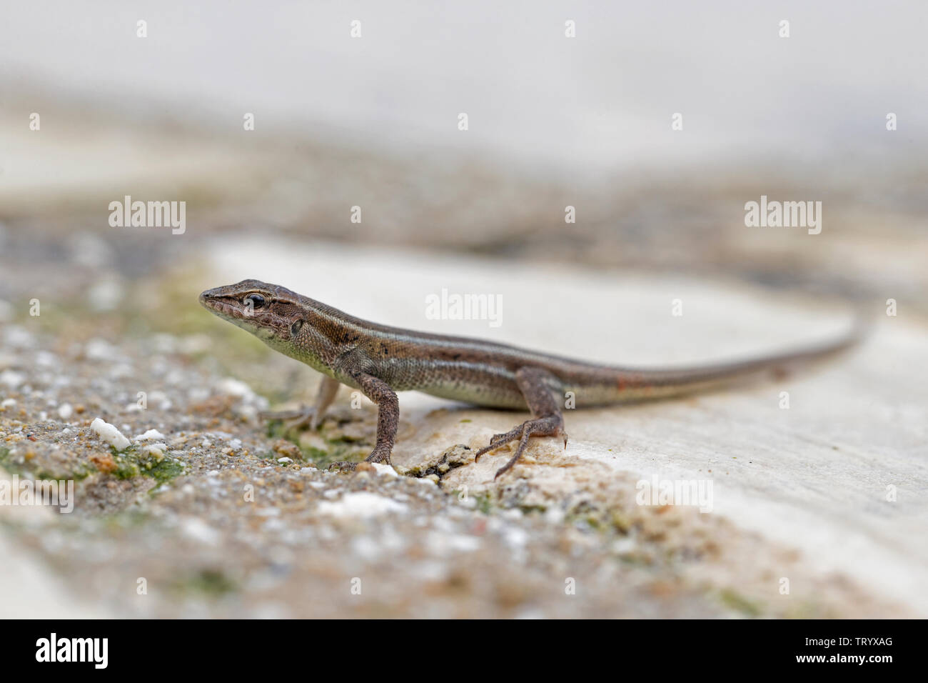 Lacerta lizards of cyprus hi-res stock photography and images - Alamy