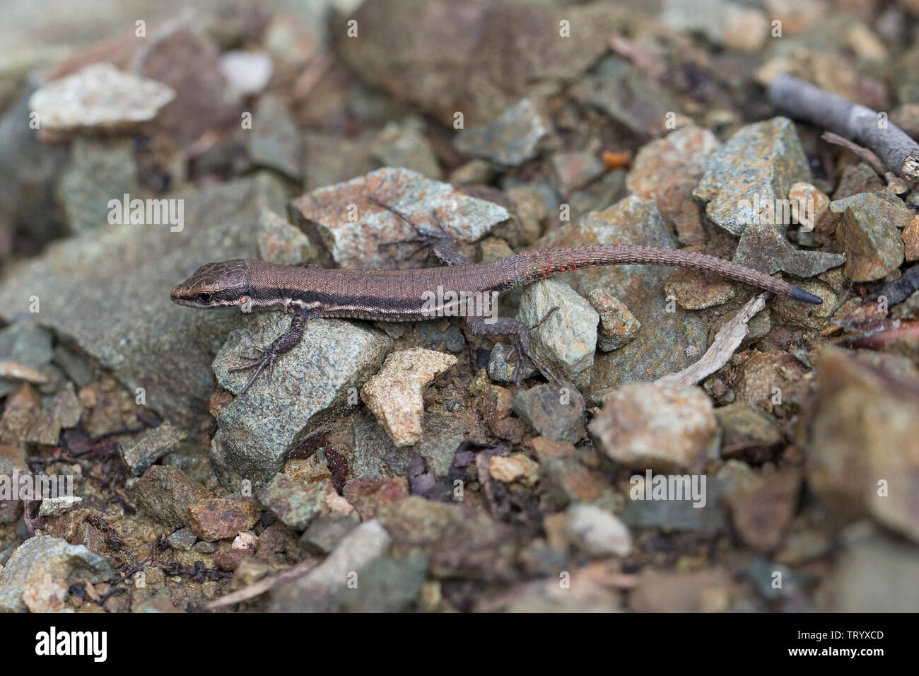 Lizards of cyprus hi-res stock photography and images - Alamy