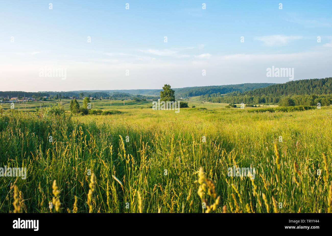 russian siberian landscape with field and bright blue sky on summer ...