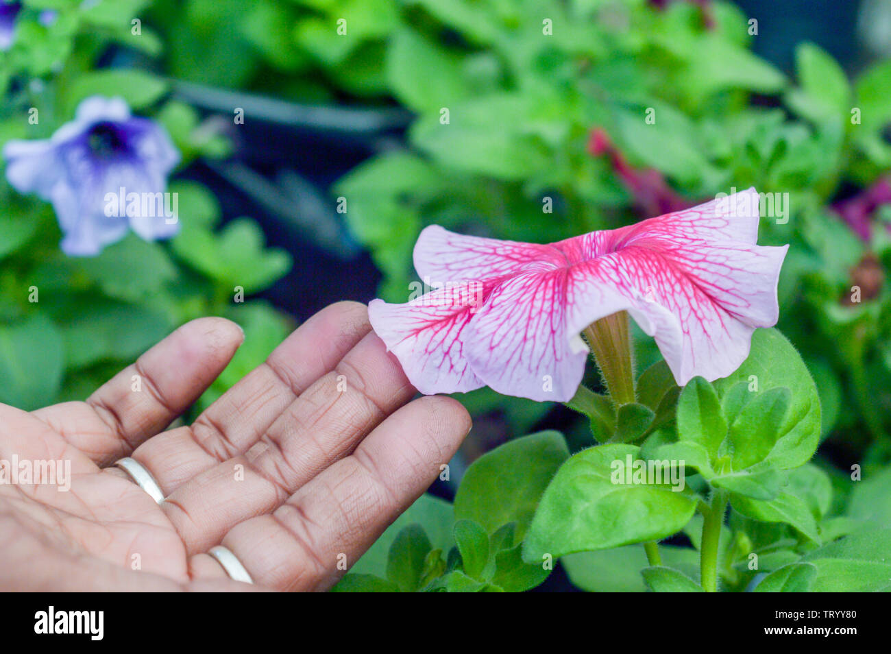 Young lady hand touch on Petunia flower plants in a flower nursery farm ...