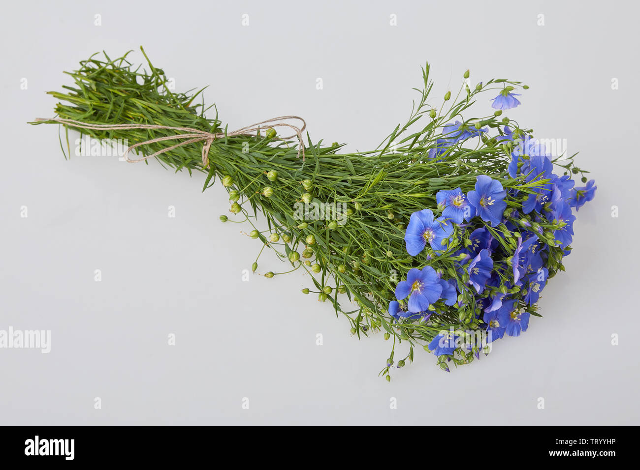 Bouquet of blue Flax flowers isolated on white background. Bouquet of ...