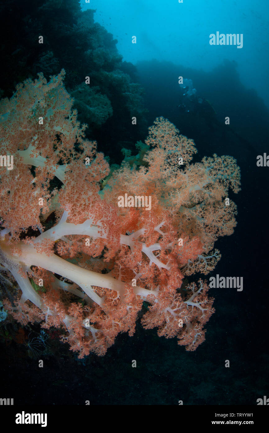 Colorful soft corals thrive on a vibrant coral reef in Komodo National ...