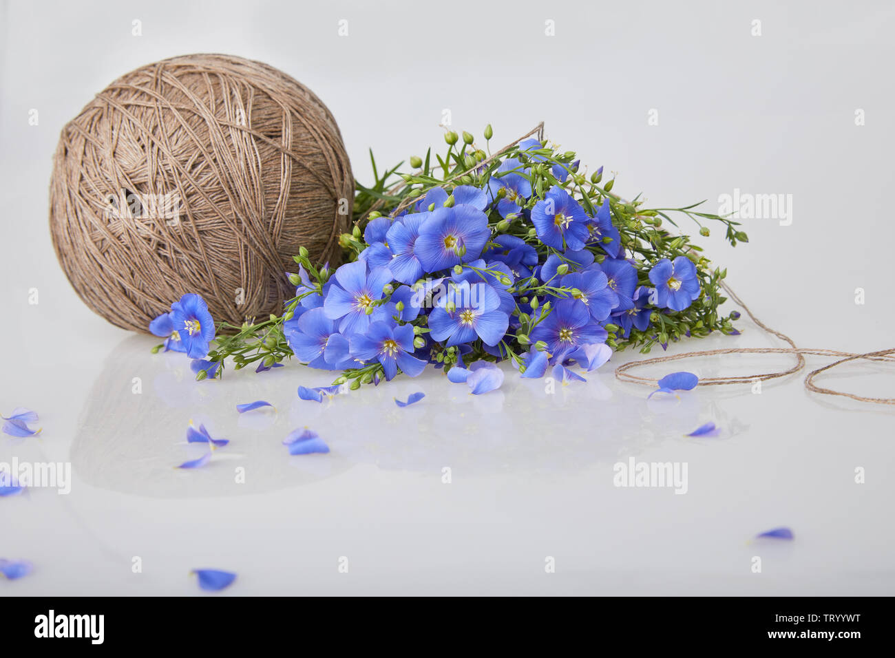 Flax seed flower hi-res stock photography and images - Alamy