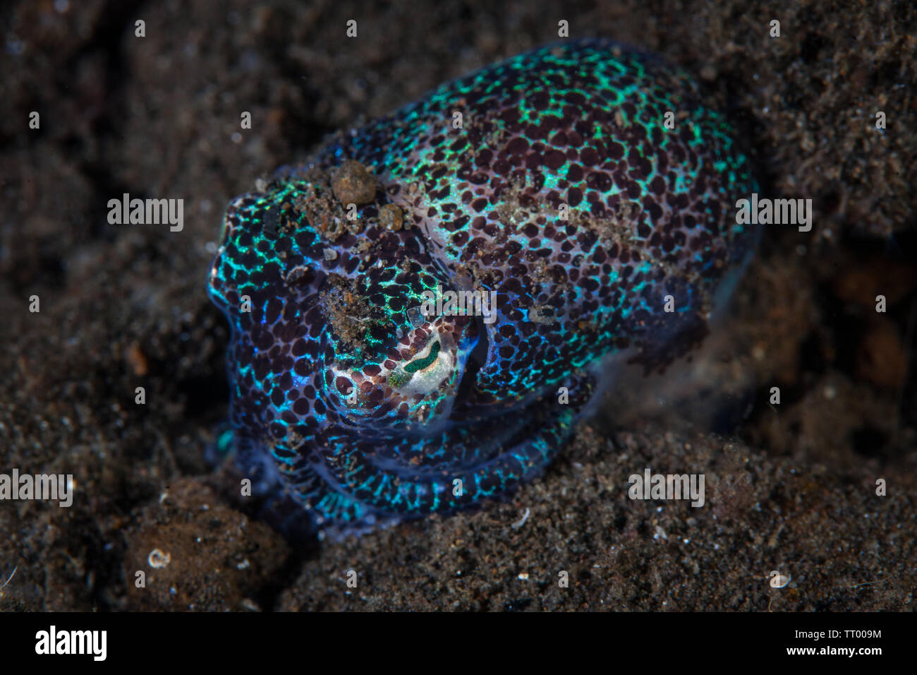 A nocturnal Bobtail squid huddles on the black sand seafloor in Komodo ...