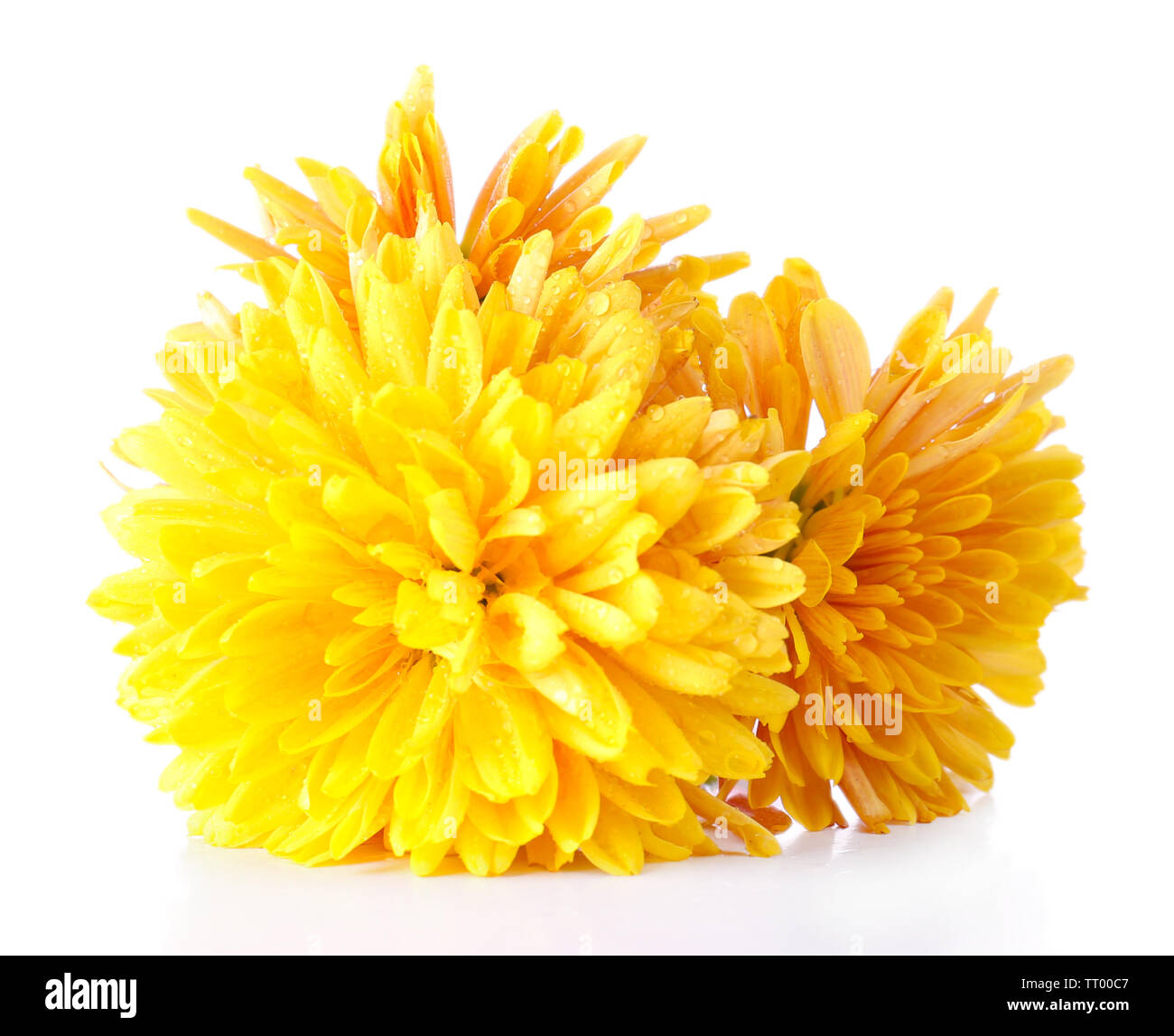 Beautiful flowers isolated on white background Stock Photo - Alamy