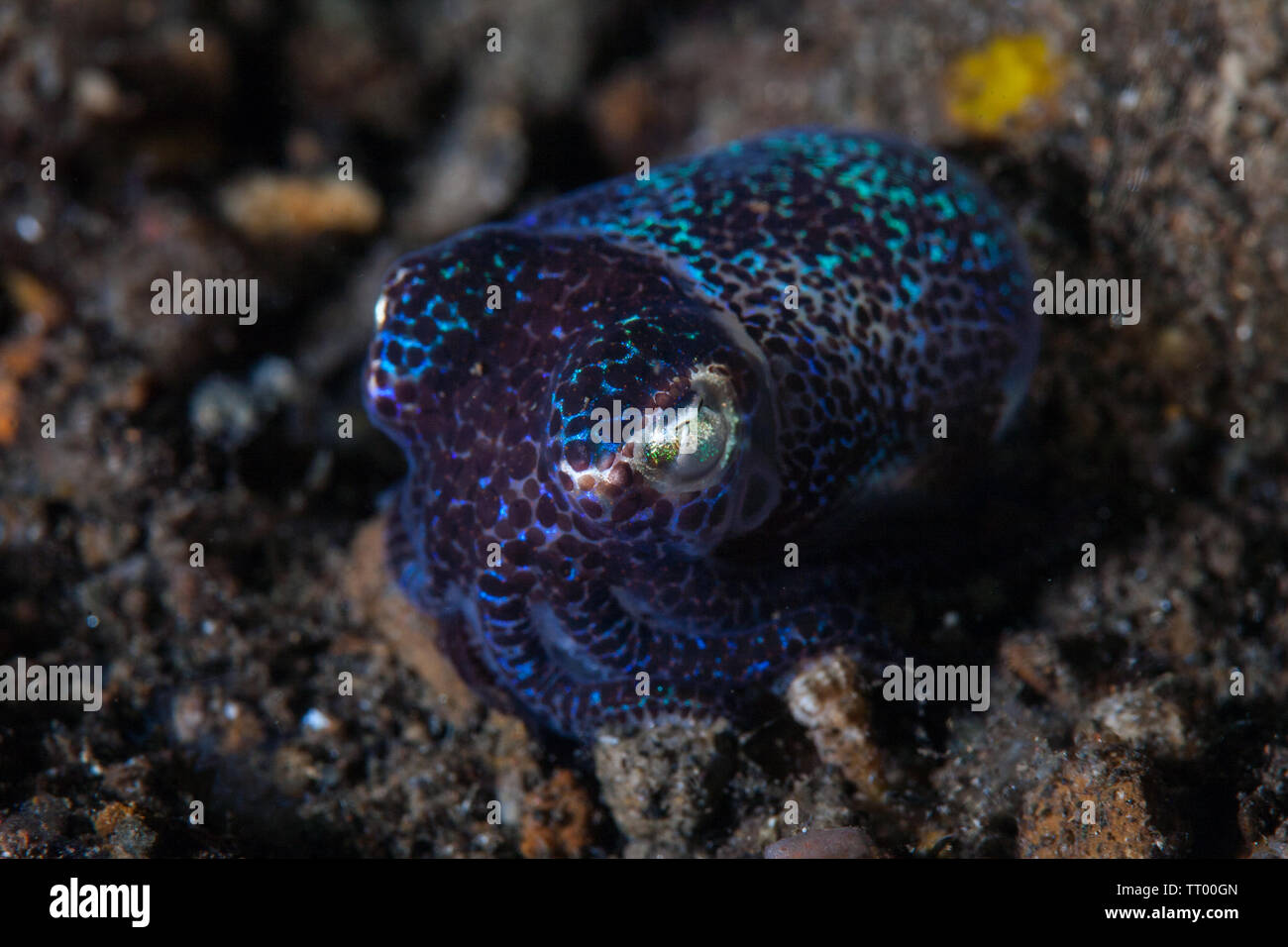 Bobtail squid hi-res stock photography and images - Alamy