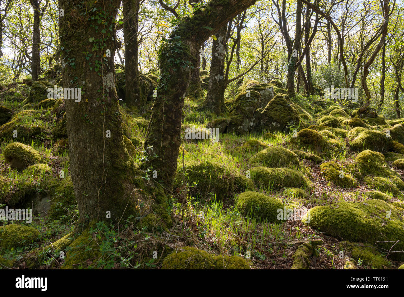Spring at Ty Canol nature reserve near Newport in Pembrokeshire, West ...