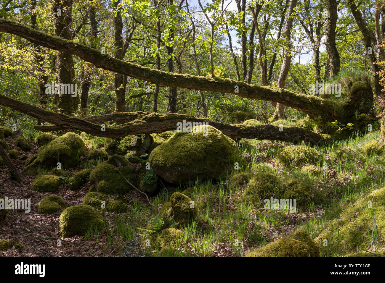 Ty canol wood hi-res stock photography and images - Alamy