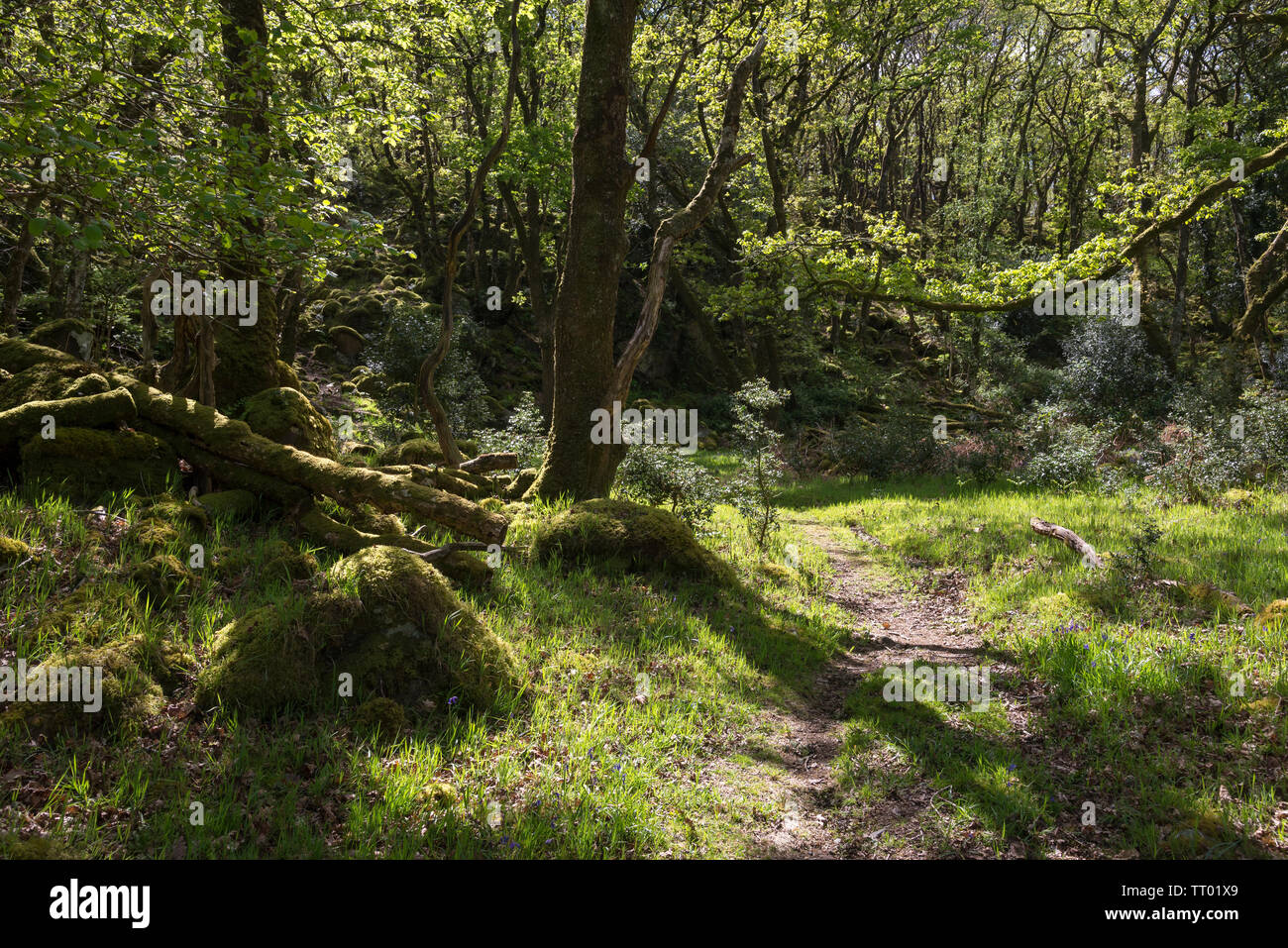 Spring at Ty Canol nature reserve near Newport in Pembrokeshire, West ...