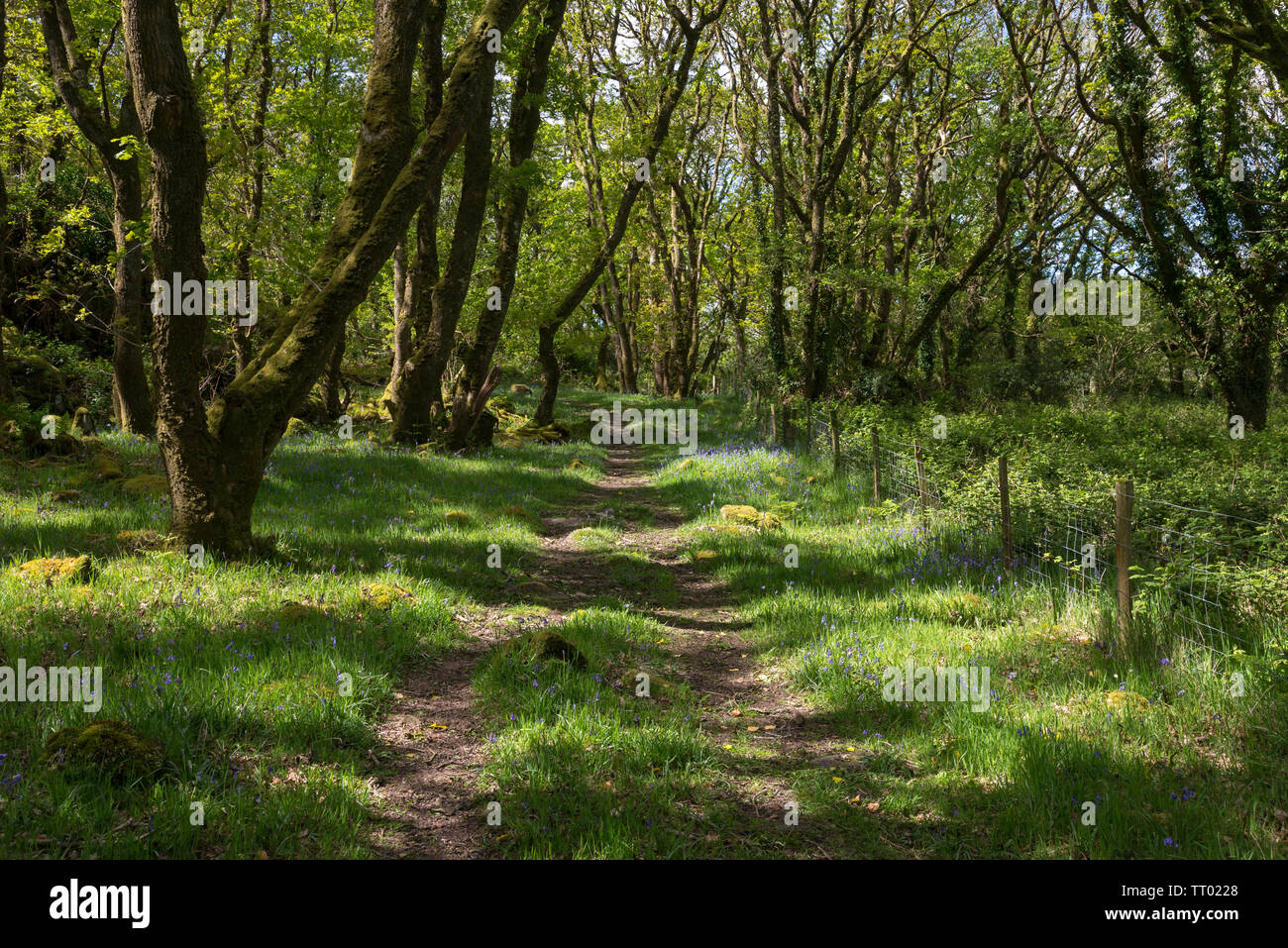 Spring at Ty Canol nature reserve near Newport in Pembrokeshire, West ...