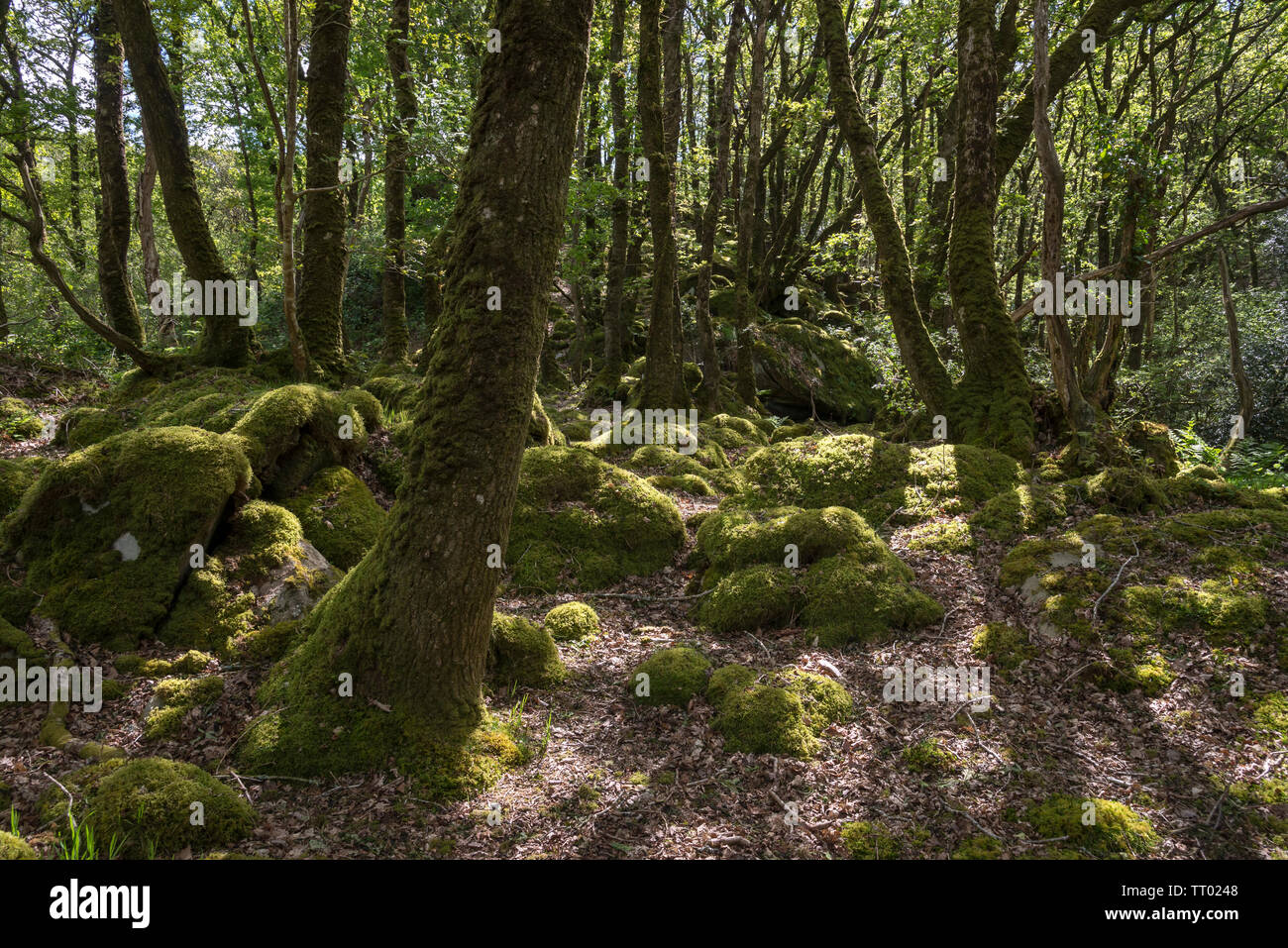 Spring at Ty Canol nature reserve near Newport in Pembrokeshire, West ...