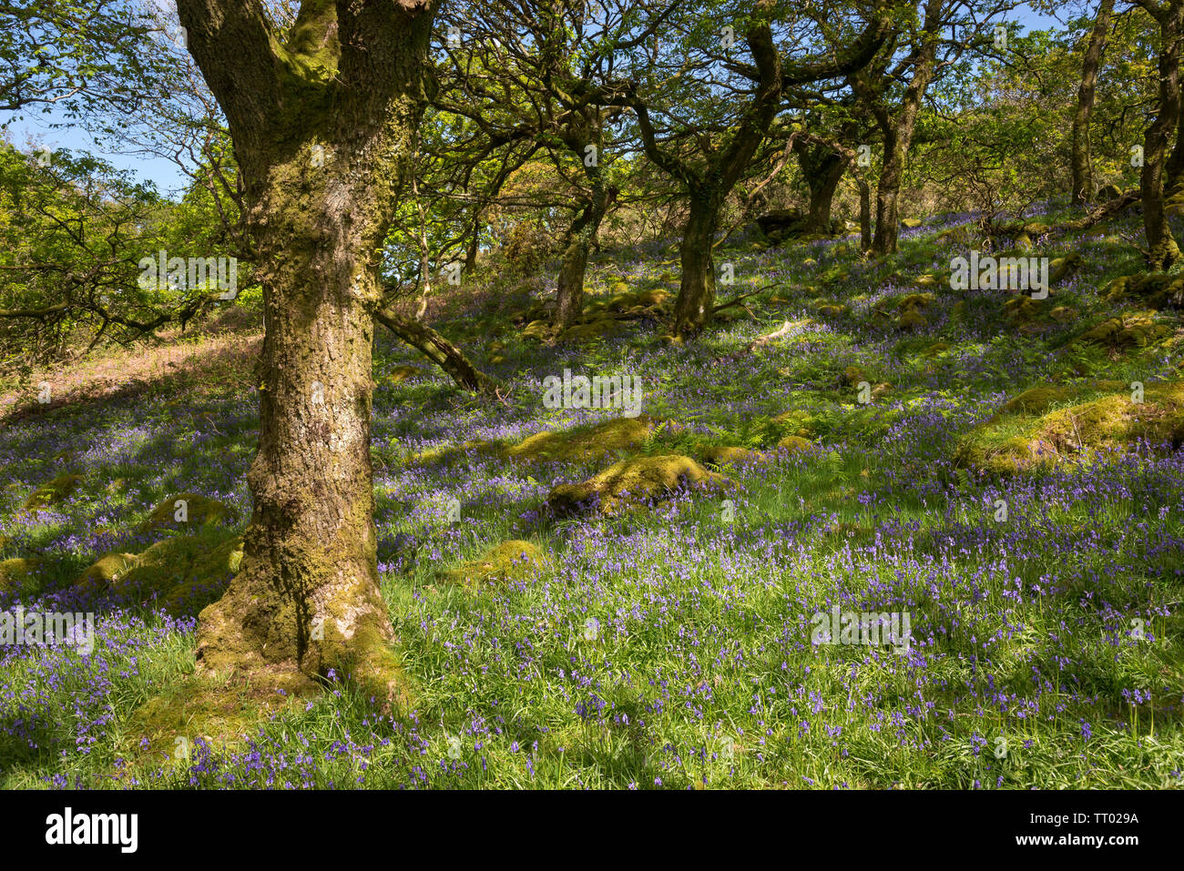 Spring at Ty Canol nature reserve near Newport in Pembrokeshire, West ...
