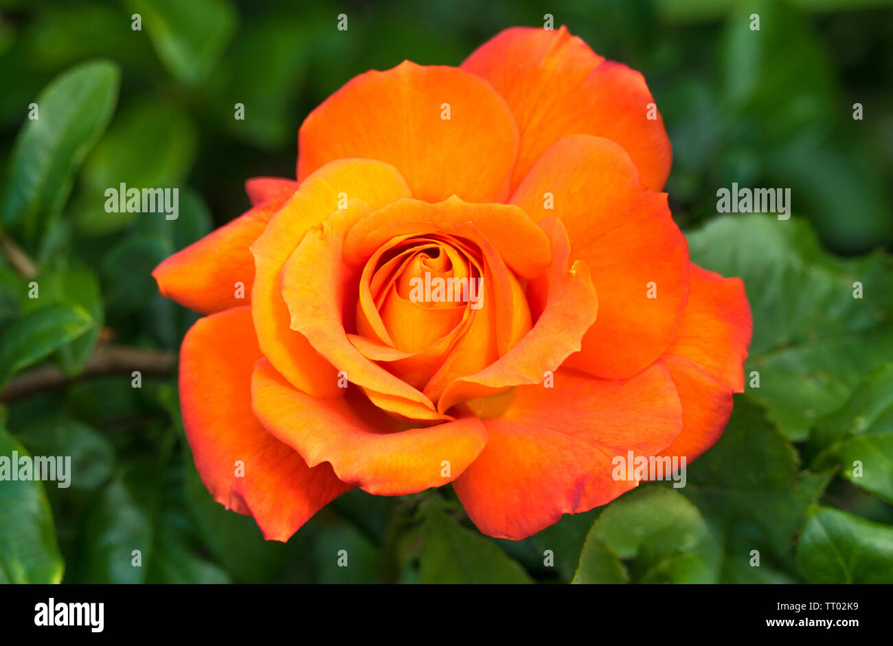 Closeup of a single orange rose flower in full bloom, with greenery ...