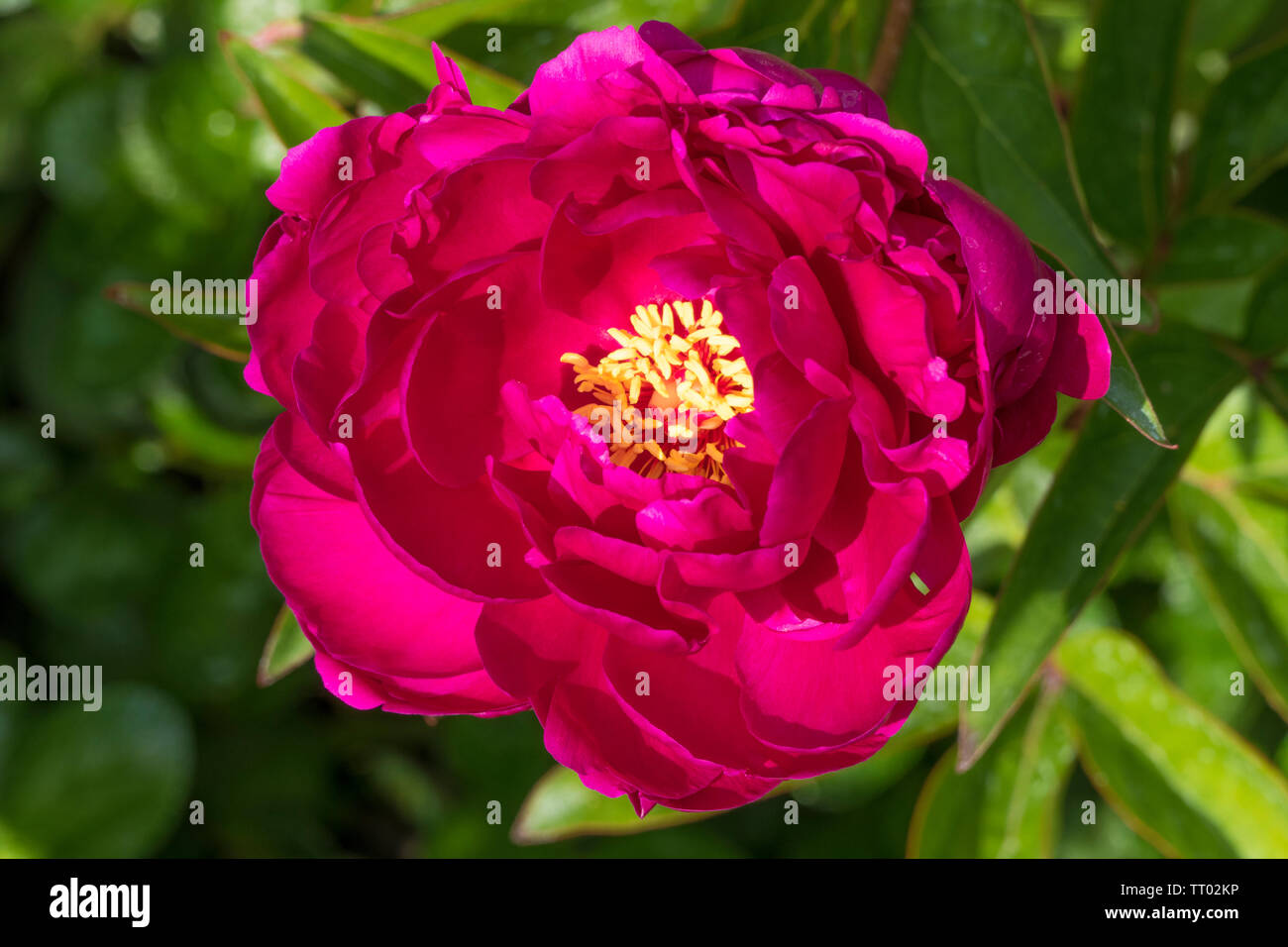 Full bloom peony hi-res stock photography and images - Alamy