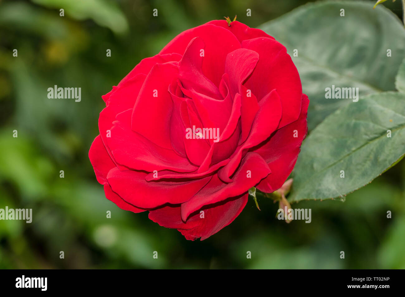 Closeup of a single red rose flower in full bloom, with greenery behind ...